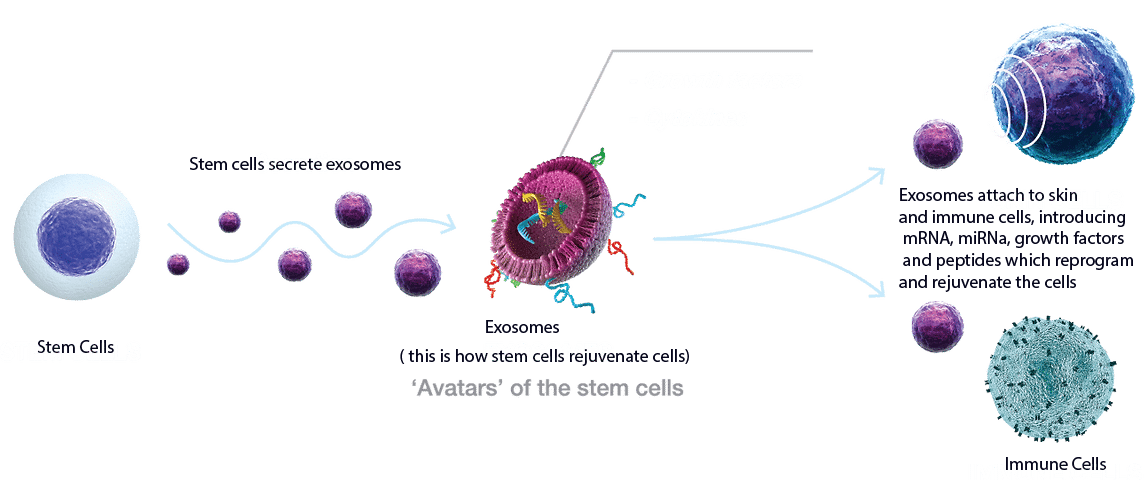 Rejuvenate and Repair Skin with Exosome Facials in Tempe & Scottsdale ...